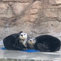 Seattle Aquarium Sea Otters - Pike Place - Seattle, WA