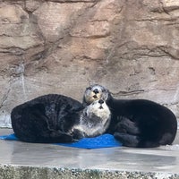 Seattle Aquarium Sea Otters - Pike Place - Seattle, WA