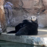 Seattle Aquarium Sea Otters - Pike Place - Seattle, WA