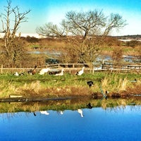 Broom Mill Farm Shop - Tea Room