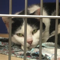 Pennsylvania SPCA - Animal Shelter in Philadelphia