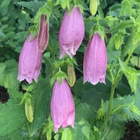 OSU Botanic Garden - 2 tips