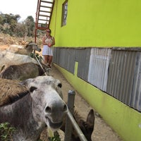 Donkey Sanctuary Aruba - Farm