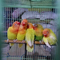 Pasar Burung Sukahaji - Pet Supplies Store