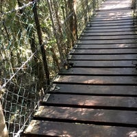 O'Reilly's Tree Top Walk - Hiking Trail