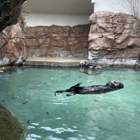 Seattle Aquarium Sea Otters - Pike Place - Seattle, WA