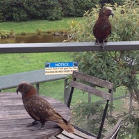 Pukaha Mount Bruce Wildlife Centre - Masterton, Wairarapa