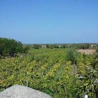 Refmad Farm, Dragon Fruits