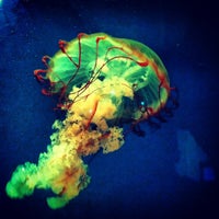 Sea Life London Aquarium - Waterloo - 128 tips