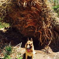 Big Trees Forest Preserve - Sandy Springs, GA