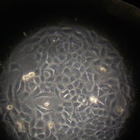 Dainton Building - University of Sheffield - College Science Building