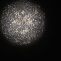 Dainton Building - University of Sheffield - College Science Building