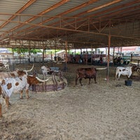 Stockyards Arena & Stables - Stable