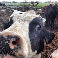 Matos Cheese Factory - Cheese Shop