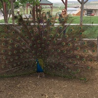 Show Barn at Thanksgiving Point - 1 tip