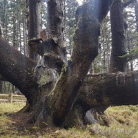 Photos at Octopus Tree - Cape Meares Lighthouse Dr