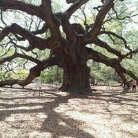Angel Oak Tree - 54 tips from 3624 visitors