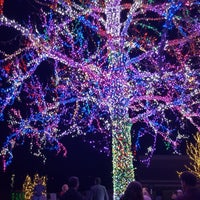 The Magic Tree - Other Great Outdoors in Village of Cherry Hill
