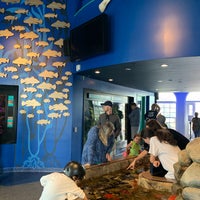 Roundhouse Marine Lab & Aquarium - Sand Section - 12 tips