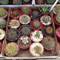 Vivero Mario - Palermo Viejo - Av. Raúl Scalabrini Ortíz 1240