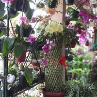 Cartimar Greenland Plants And Orchids - Garden Center in Pasay City ...