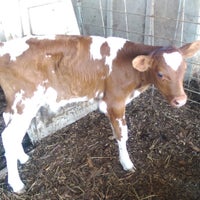 Matos Cheese Factory - Cheese Store