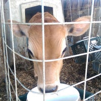 Matos Cheese Factory - Cheese Store