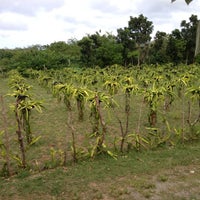 Refmad Farm, Dragon Fruits