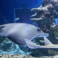 Sea Life London Aquarium - Waterloo - 130 tips