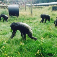 Monkey World - Ape Rescue Centre - Zoo