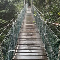 O'Reilly's Tree Top Walk - Trail