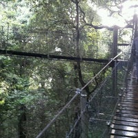 O'Reilly's Tree Top Walk - Trail