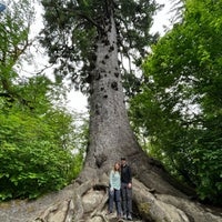 Worlds Biggest Spruce Tree - Lake Quinalt, WA
