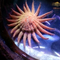 Sea Life London Aquarium - Waterloo - 128 tips