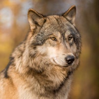 Wolf Science - 1 tip