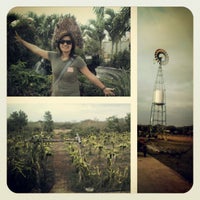 Refmad Farm, Dragon Fruits