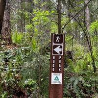 Pack Forest - Forest in Eatonville