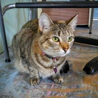 Blue Cat Cafe (Now Closed) - East Cesar Chavez - Austin, TX