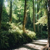 Ravenna Park - Seattle, WA