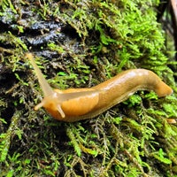 Town of Orick - City