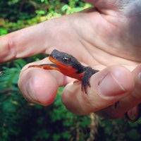 Town of Orick - City