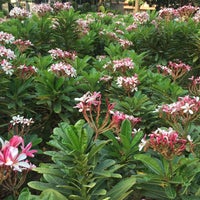 Chikoti Gardens - Begumpet - Begumpet