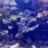 Downtown Aquarium - Downtown Houston - 134 tips from 9219 visitors