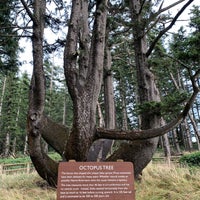 Octopus Tree - Cape Meares Lighthouse Dr