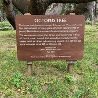 Octopus Tree - Cape Meares Lighthouse Dr