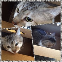 Pennsylvania SPCA - Animal Shelter in Philadelphia