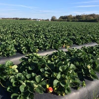 Goodson Farms - Strawberry Fields - 5 tips