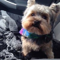 Adogo Pet Hotel - Pet Service in Minnetonka - Hopkins