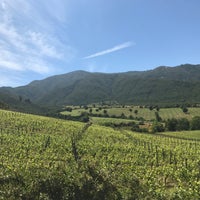 Clos Apalta Winery - Vineyard in Santa Cruz