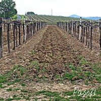 Ponte Ronca - 3 tips from 90 visitors